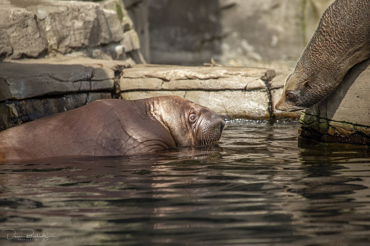Zoo Hamburg 17.08.2019 – DeanB Photography