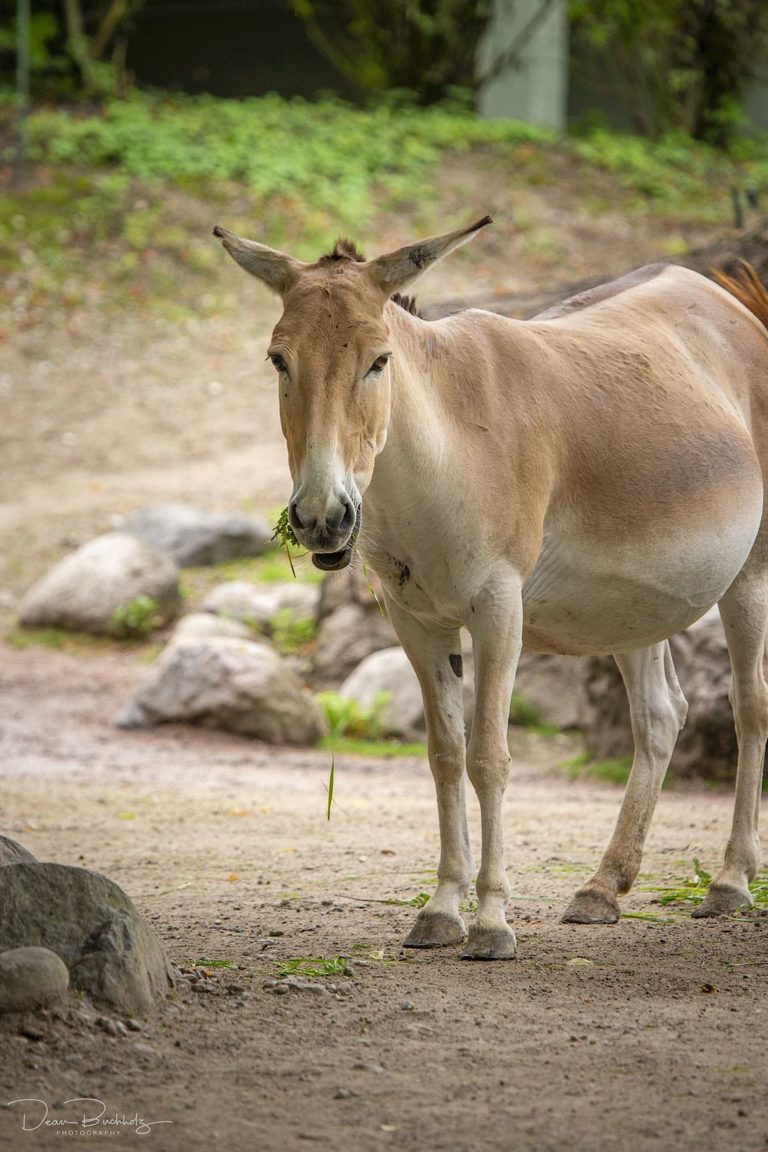 Zoo Hamburg 17.08.2019 – DeanB Photography