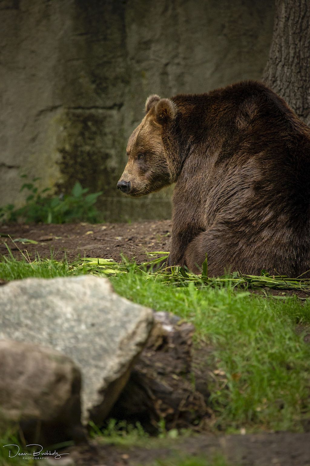 Zoo Hamburg 17.08.2019 - DeanB Photography