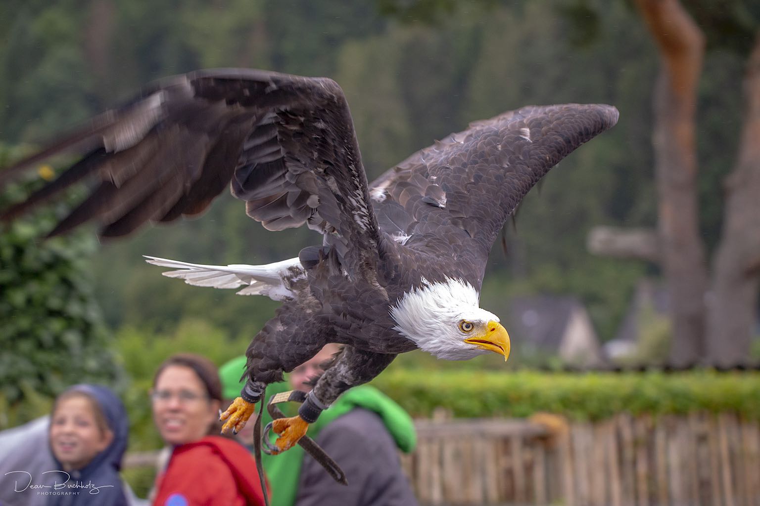 Adlerwarte Berlebeck 18.08.2019 – DeanB Photography