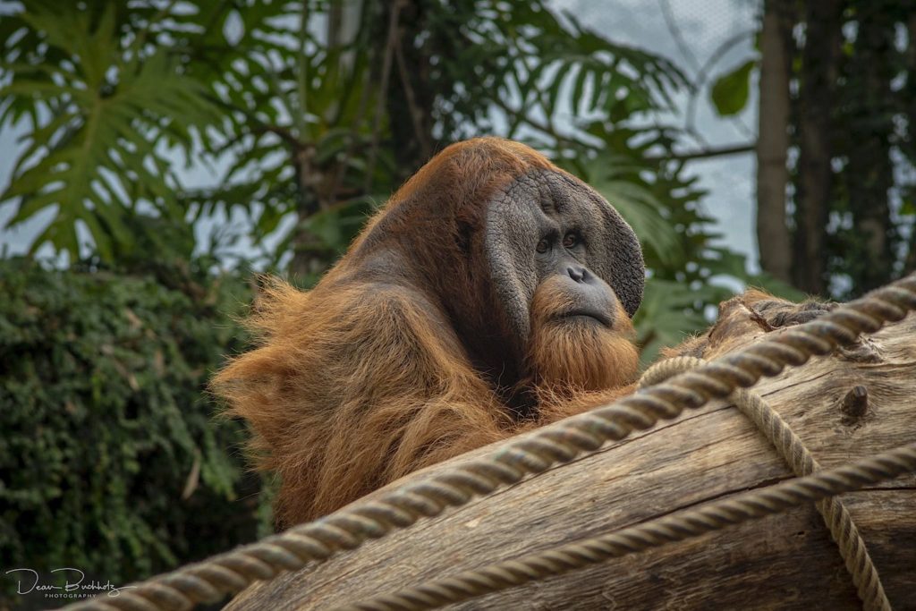 Zoo Hamburg 17.08.2019 - DeanB Photography