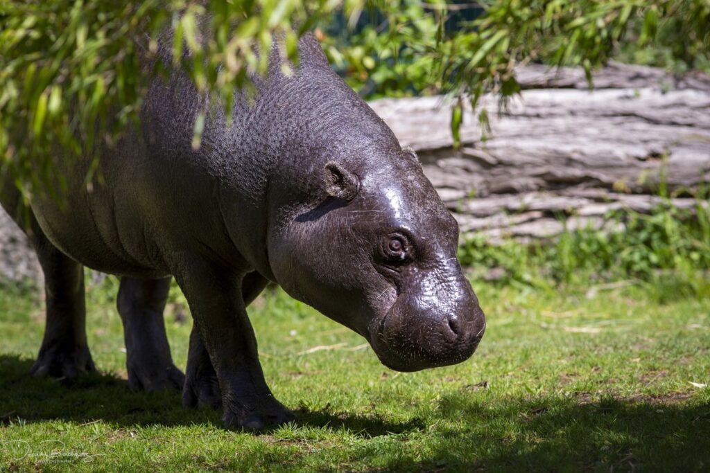 Zoo Rostock 31.05.2020 – DeanB Photography