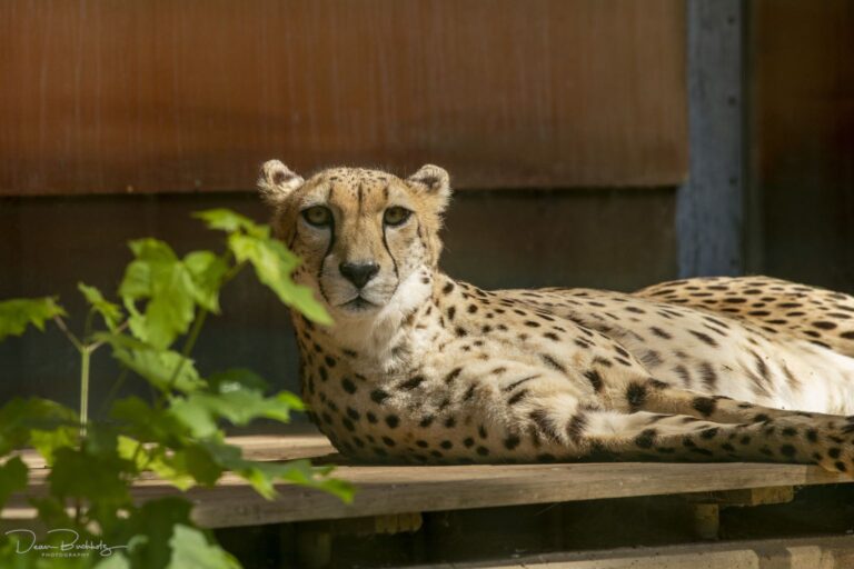 Zoo Rostock 31.05.2020 – DeanB Photography
